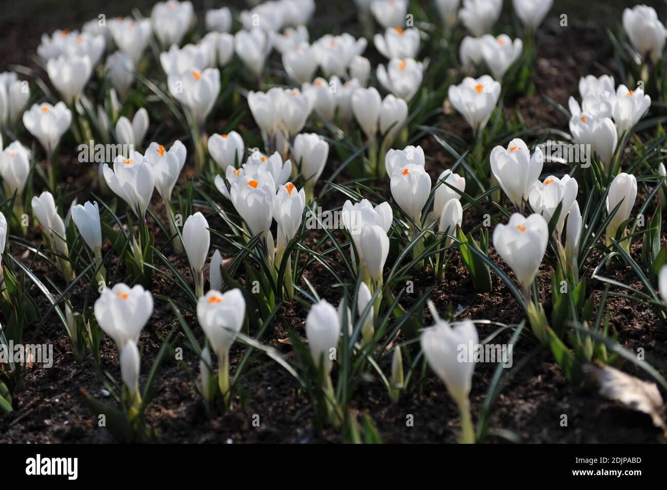 Crocus Jeanne d'Arc bloom in a garden in March Stock Photo - Alamy