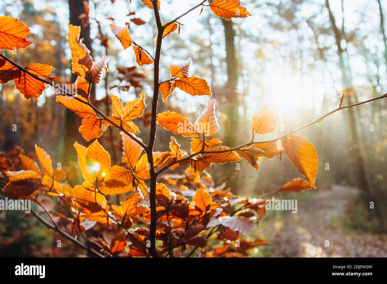 Augustdorf hi-res stock photography and images - Alamy