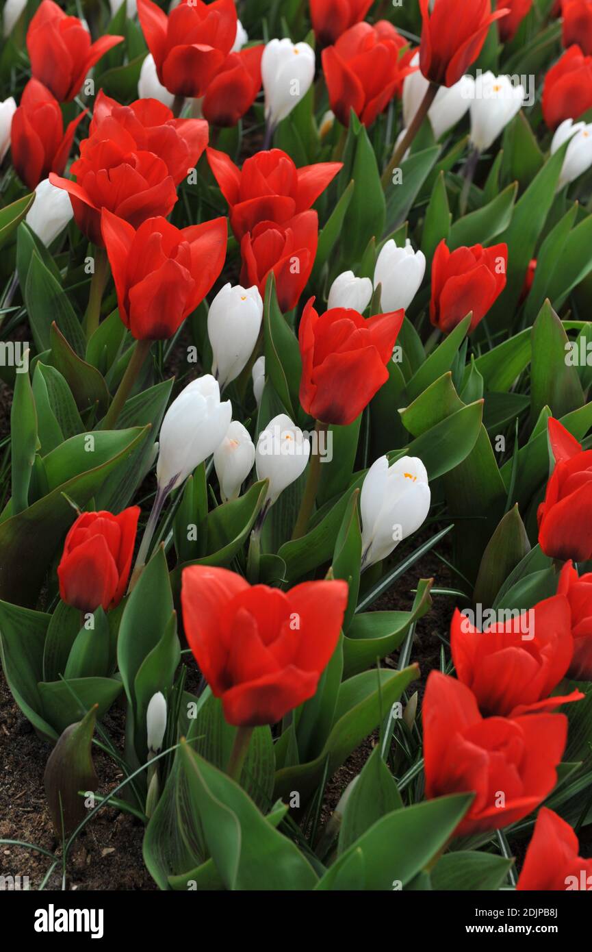 Red Crocus Spring Bulbs