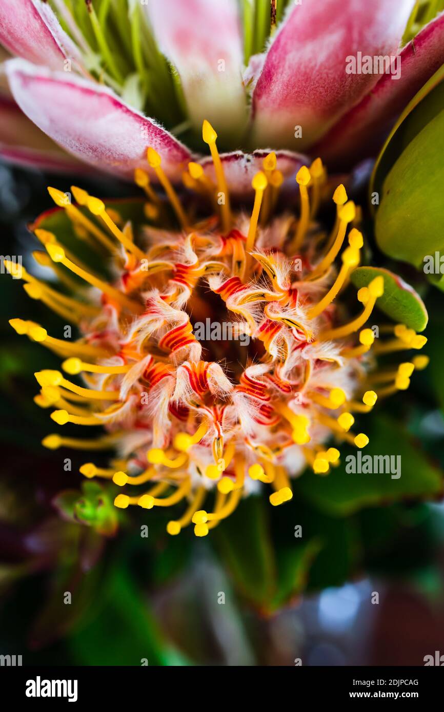 bunch of native Australian flower with proteas and kangaroo paws shot ...