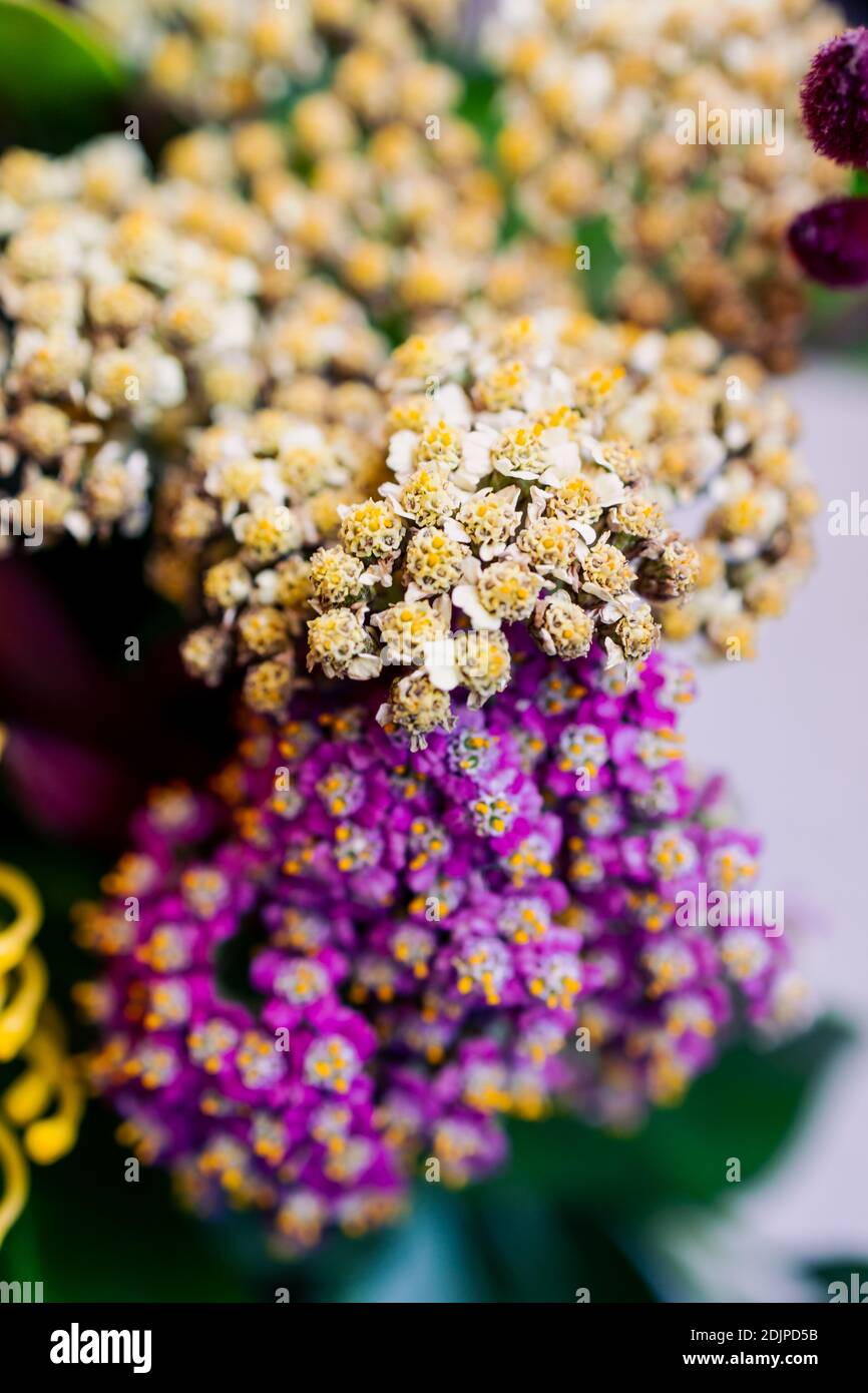 bunch of native Australian flower with proteas and kangaroo paws shot ...