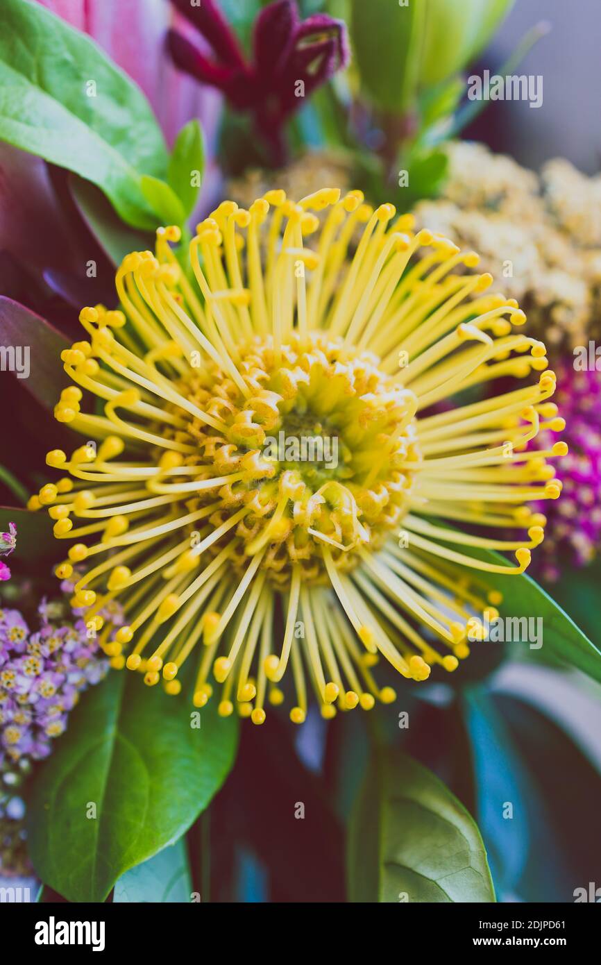 bunch of native Australian flower with proteas and kangaroo paws shot ...