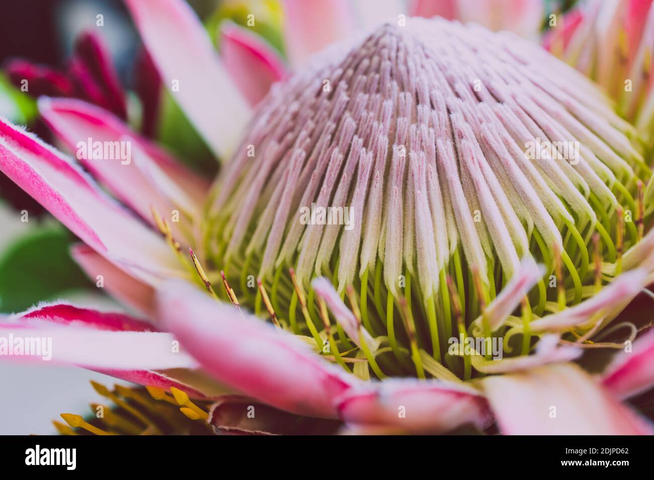 bunch of native Australian flower with proteas and kangaroo paws shot ...
