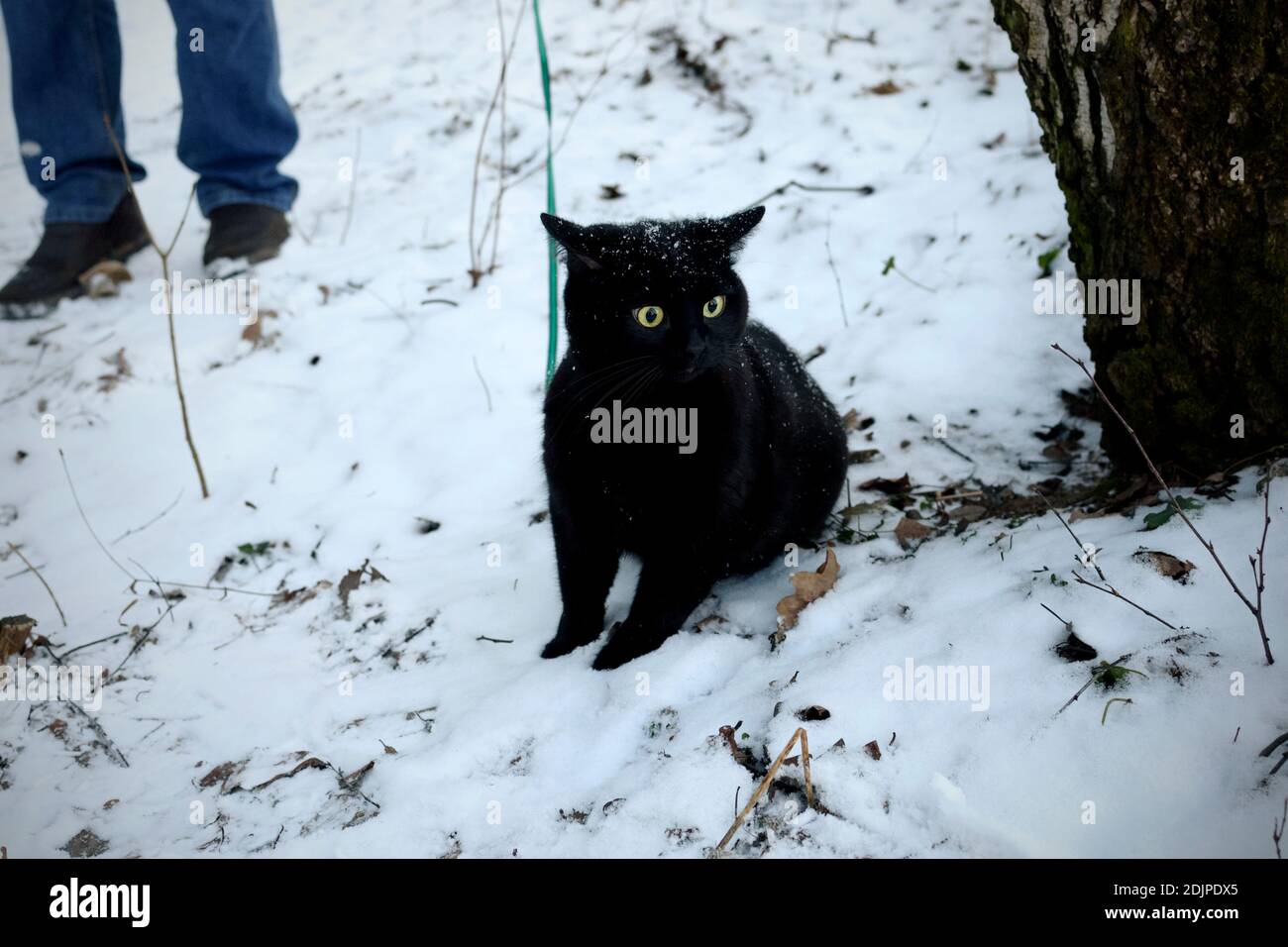 man walking cat on leash Stock Photo - Alamy