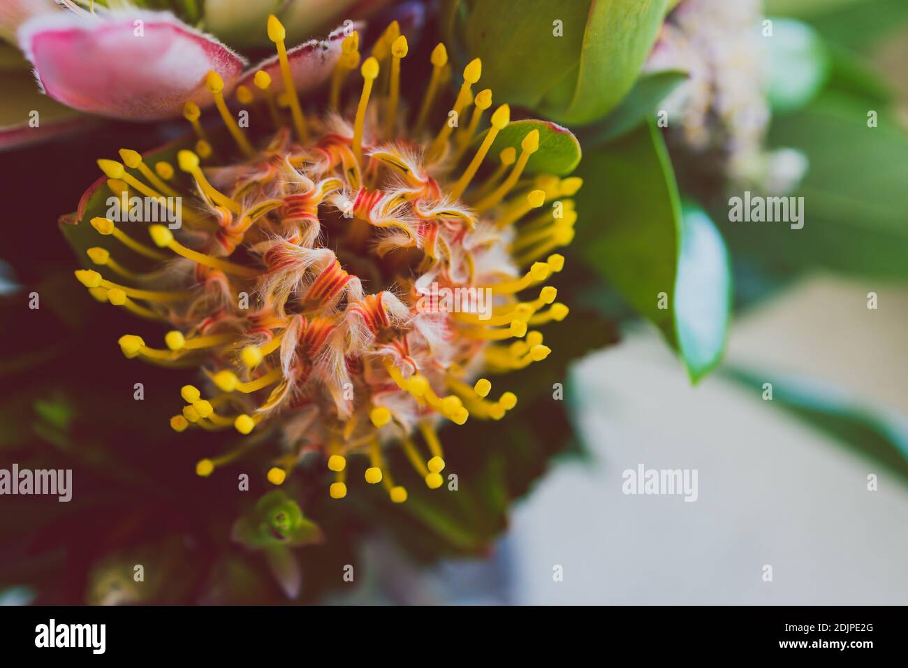bunch of native Australian flower with proteas and kangaroo paws shot ...
