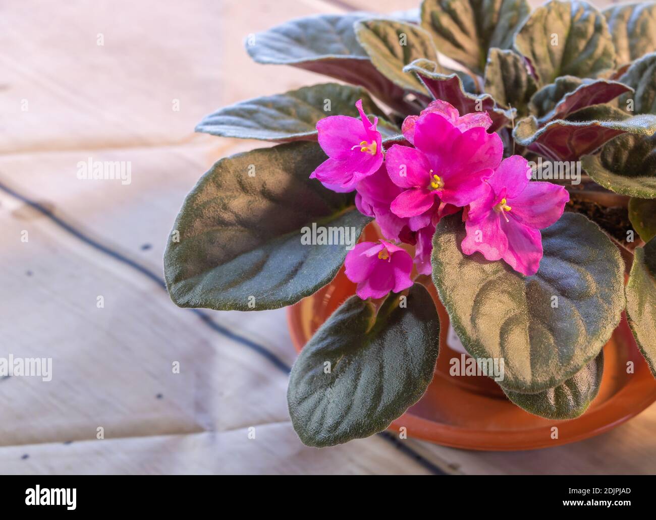 African violet blooming in pink, how to care for african violet concept ...