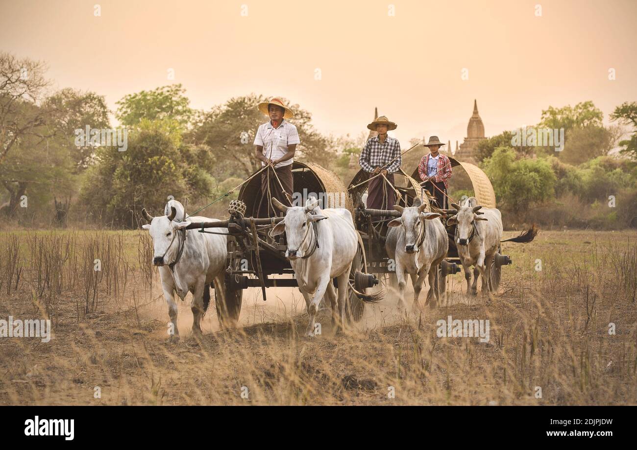 Cows field young men hi-res stock photography and images - Alamy