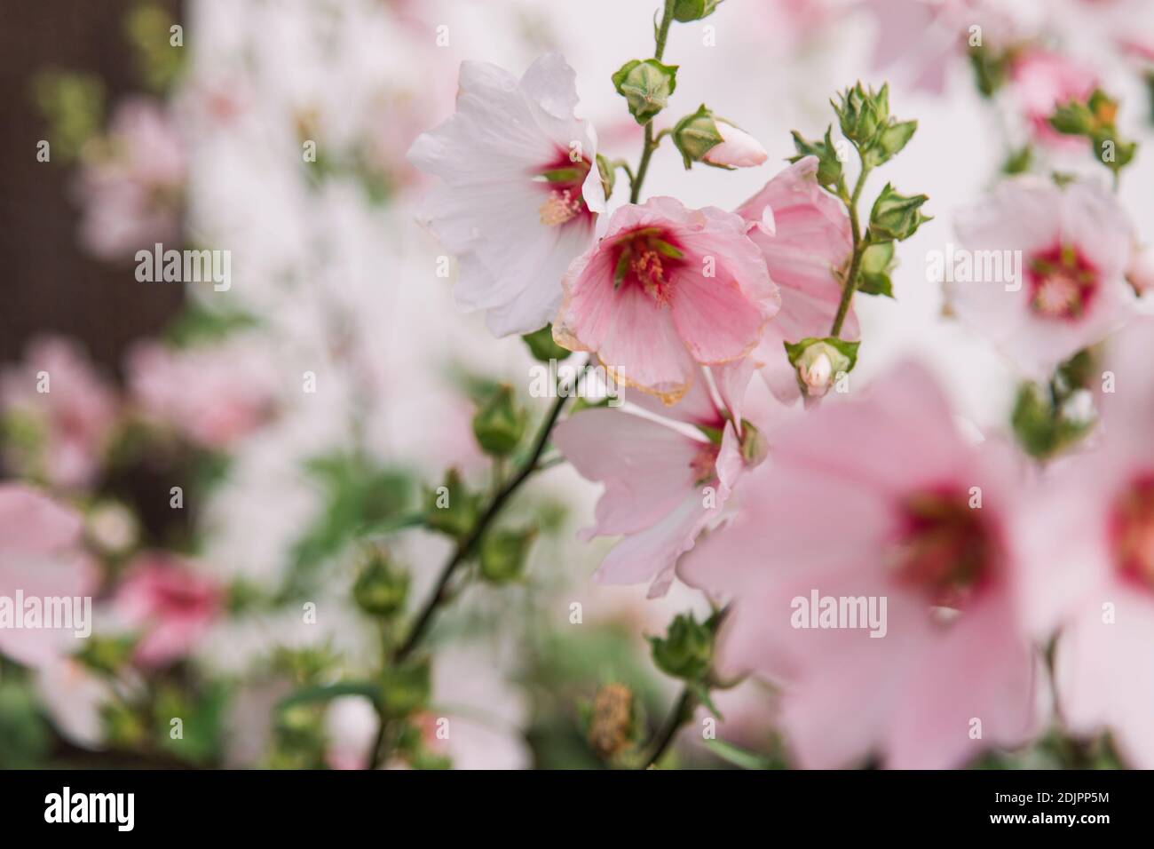 Mallow colour hi-res stock photography and images - Alamy