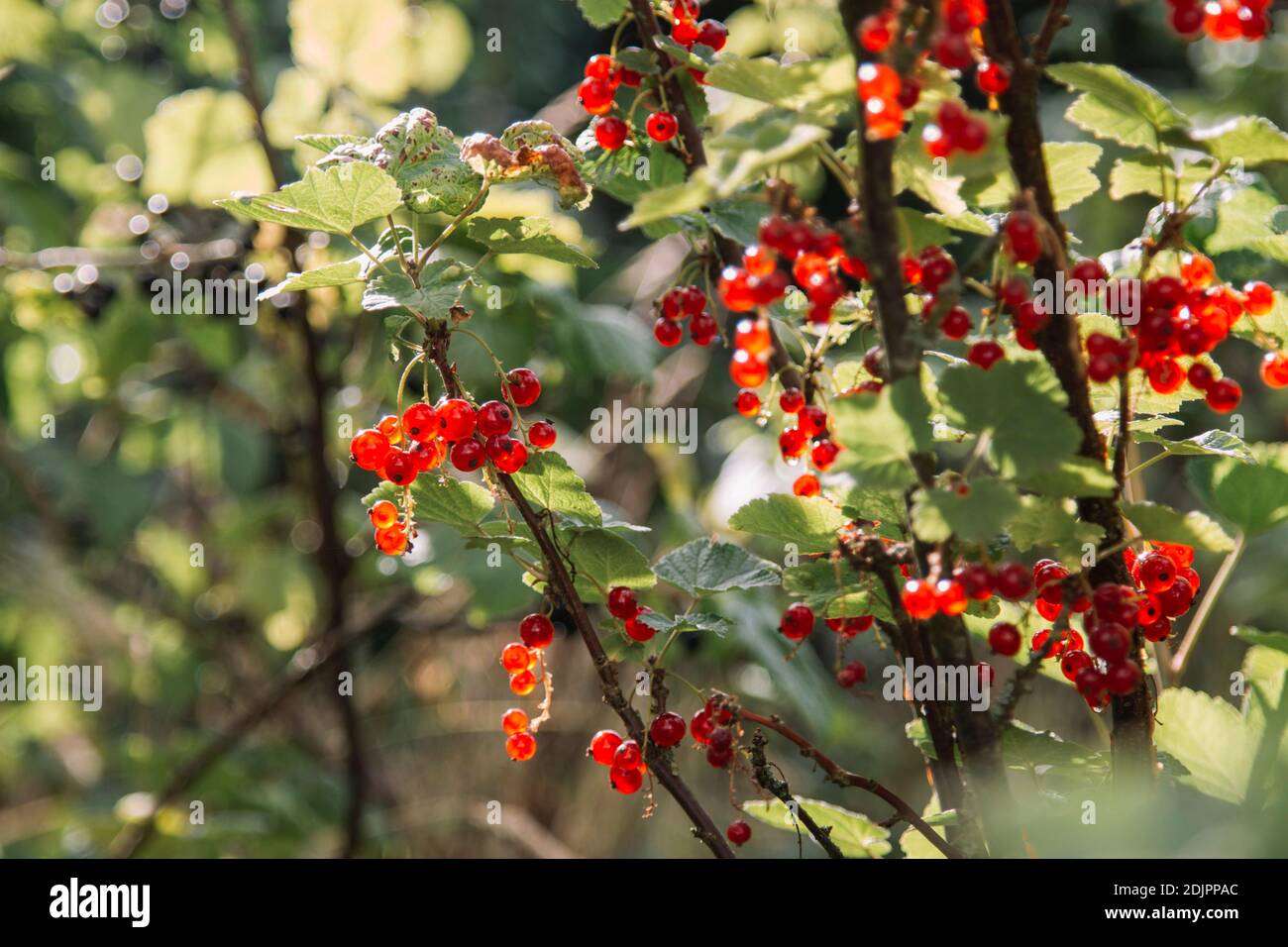 Red currants, Ribes rubrum Stock Photo - Alamy