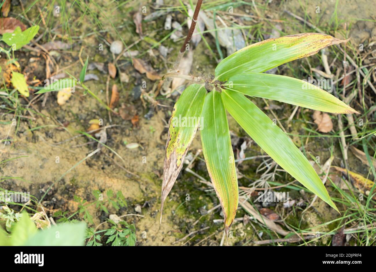Young bamboo seedlings with beautiful leaves grow Stock Photo - Alamy
