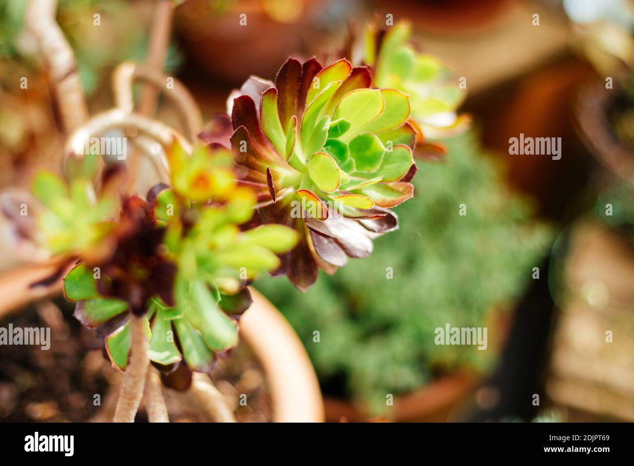 Pot succulents hi-res stock photography and images - Alamy