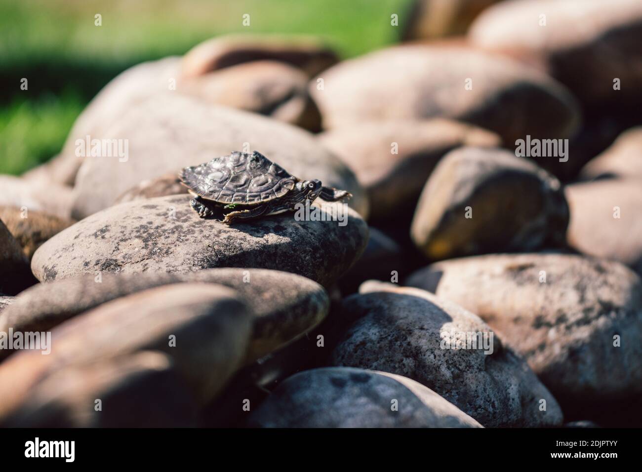 Attractive turtle hi-res stock photography and images - Alamy