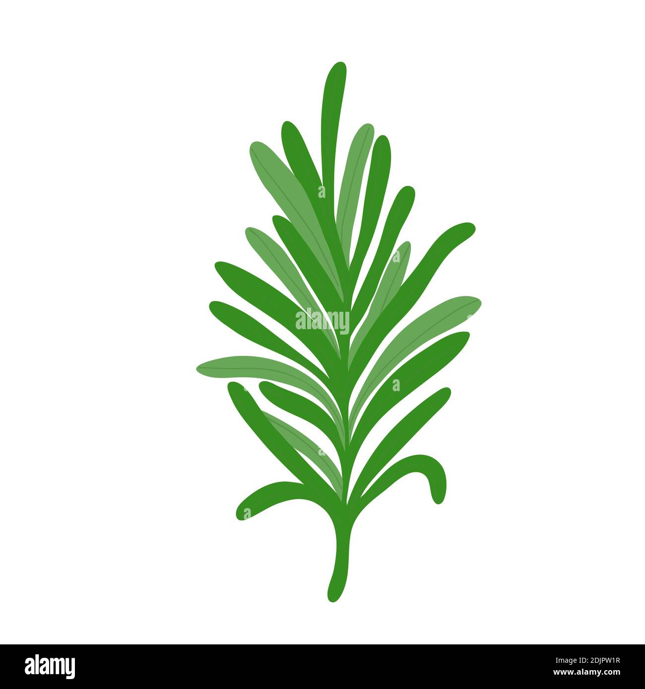 Rosemary plant herb of Provence aromatic spice organic food, simple ...