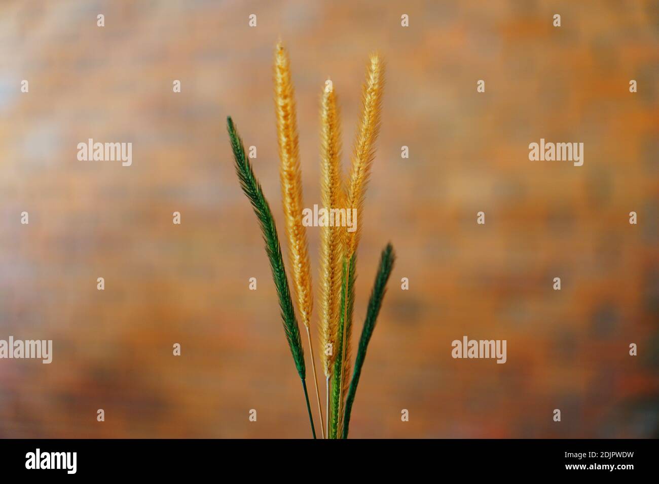 Corn stamen hi-res stock photography and images - Alamy