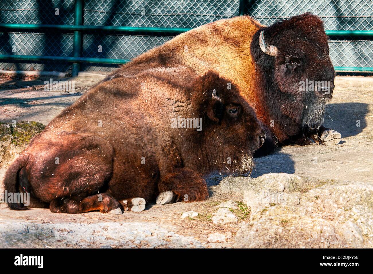 Natural field two bisons hi-res stock photography and images - Alamy