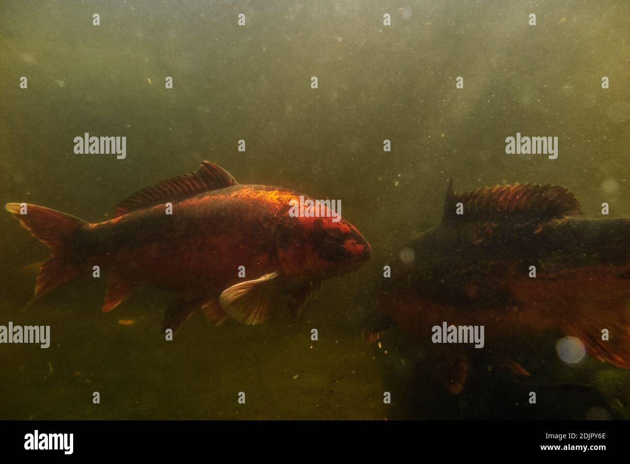 Underwater carp hi-res stock photography and images - Alamy