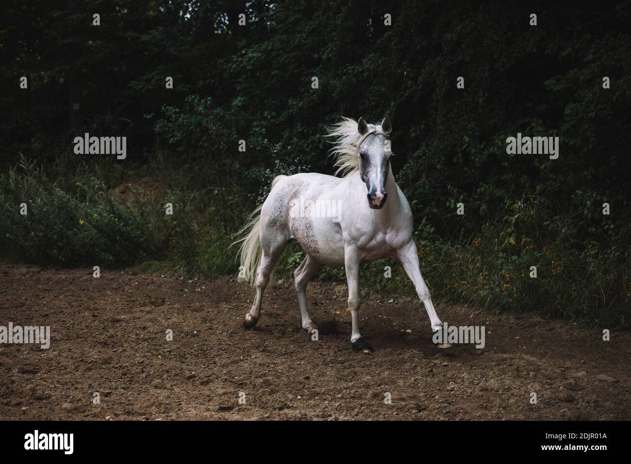 Arab mare, close-up Stock Photo - Alamy