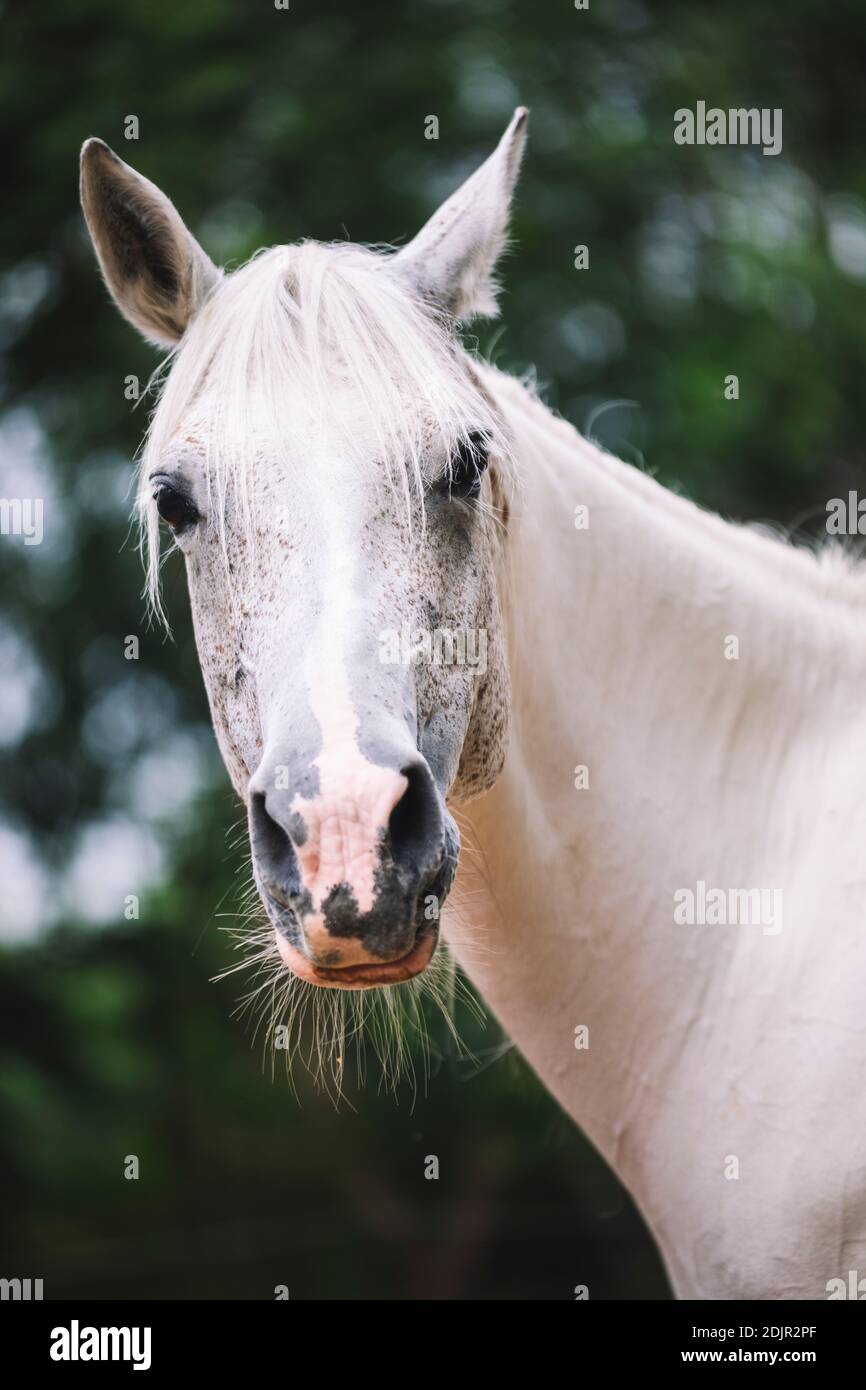 White grey color mare hi-res stock photography and images - Alamy