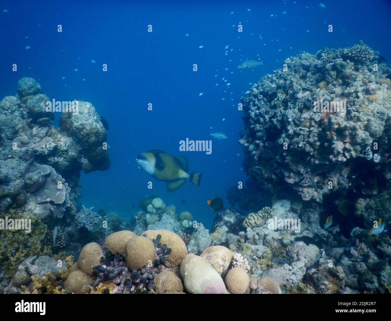 Fish Swimming In Sea Stock Photo - Alamy