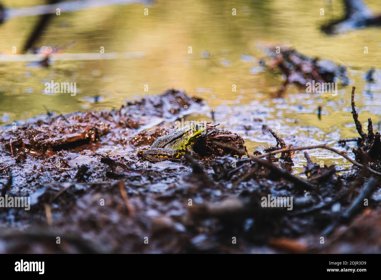 Little water frogs hi-res stock photography and images - Alamy
