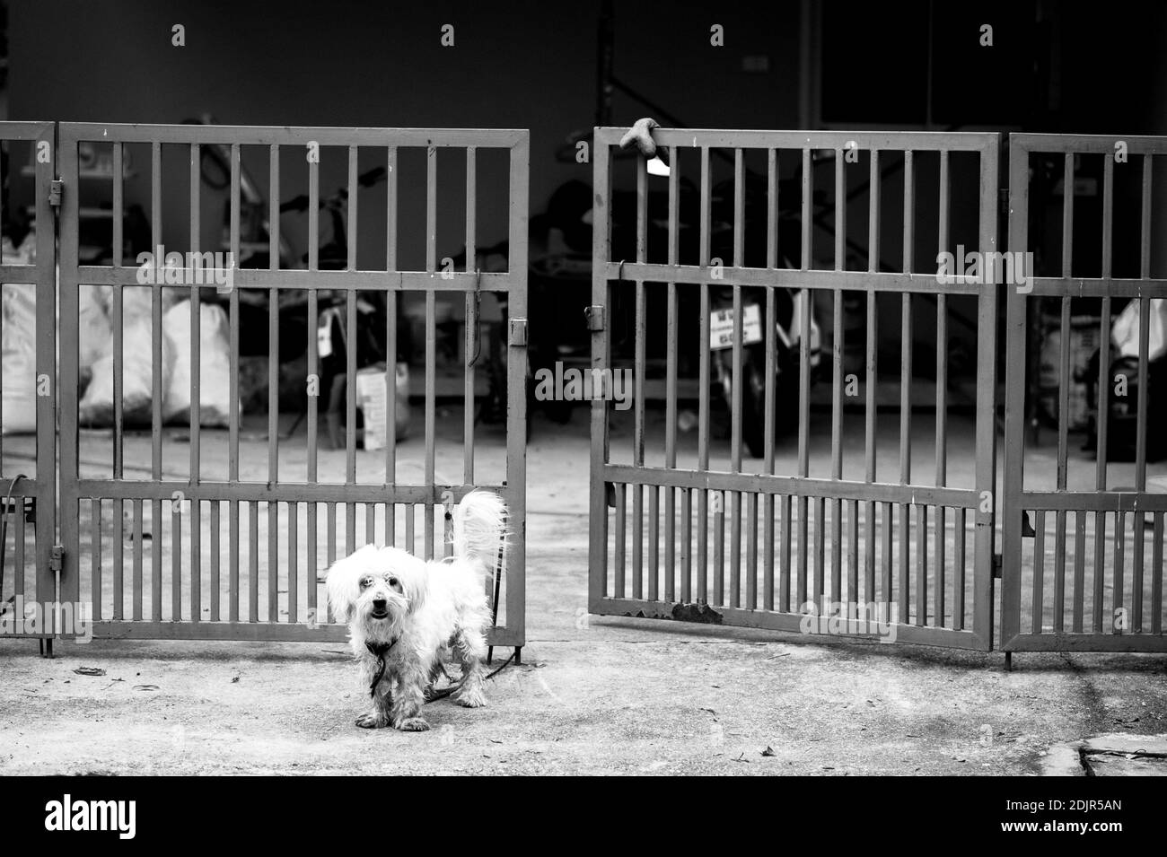 Cute Dog Standing Outdoors Stock Photo - Alamy