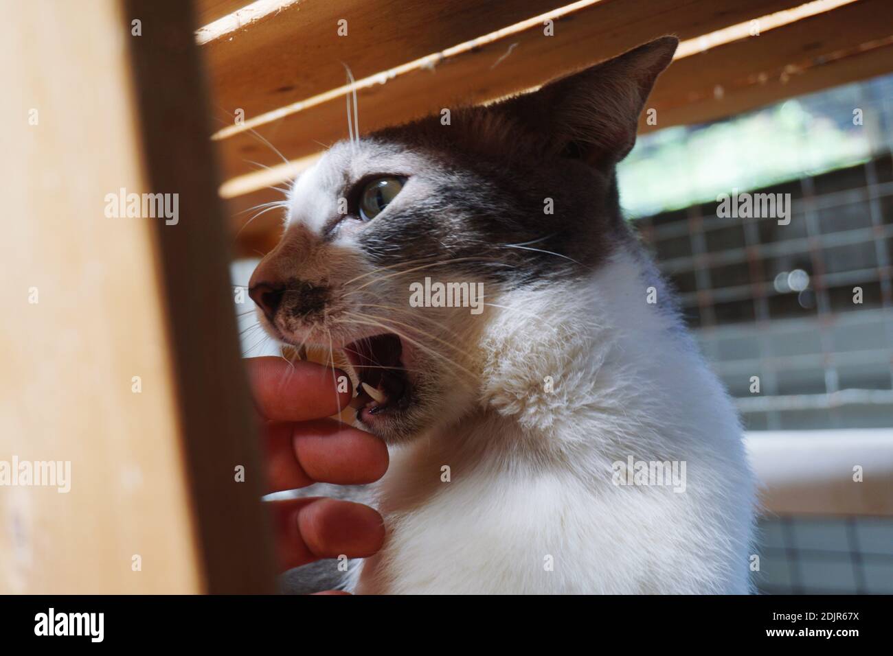 Getting a bite hi-res stock photography and images - Alamy