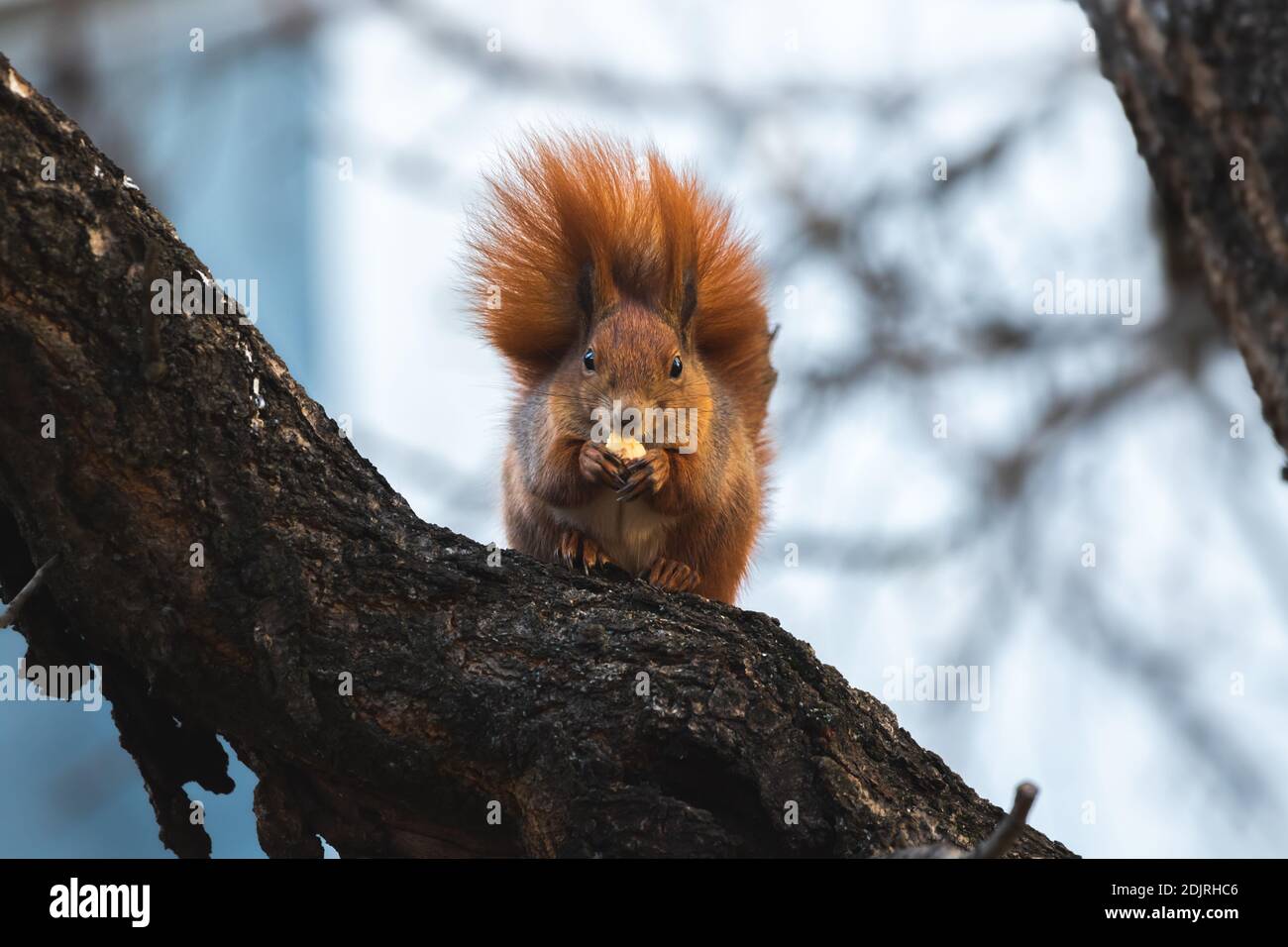 Chipmunk eats on tree hi-res stock photography and images - Alamy
