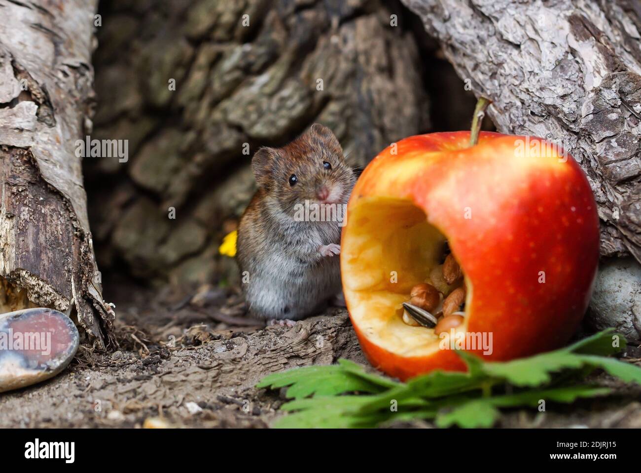Fruit eaten by the animals hi-res stock photography and images - Alamy
