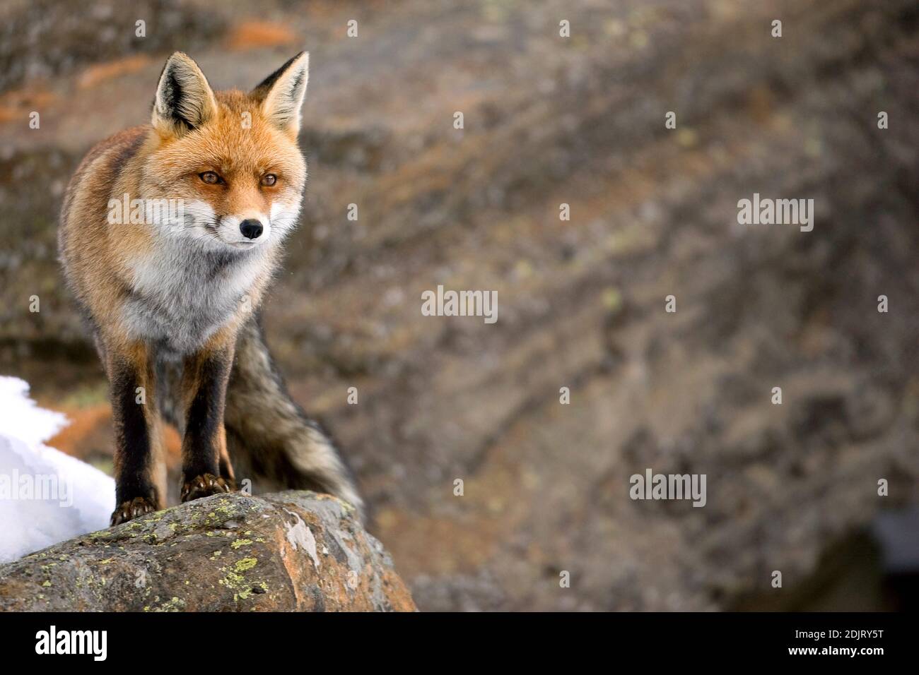 Alpine fox hi-res stock photography and images - Alamy