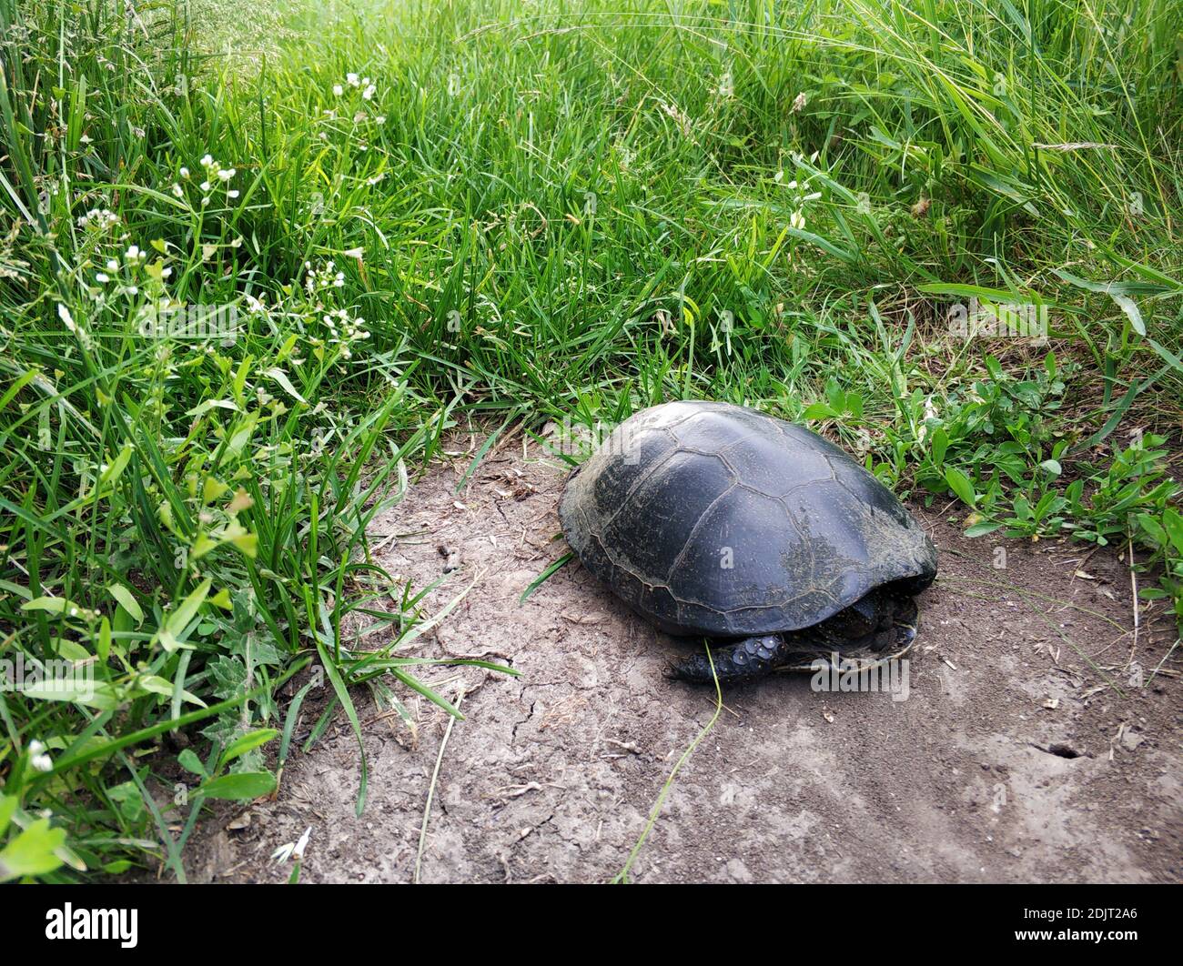 A large river turtle hiding in a shell on the river bank Stock Photo ...