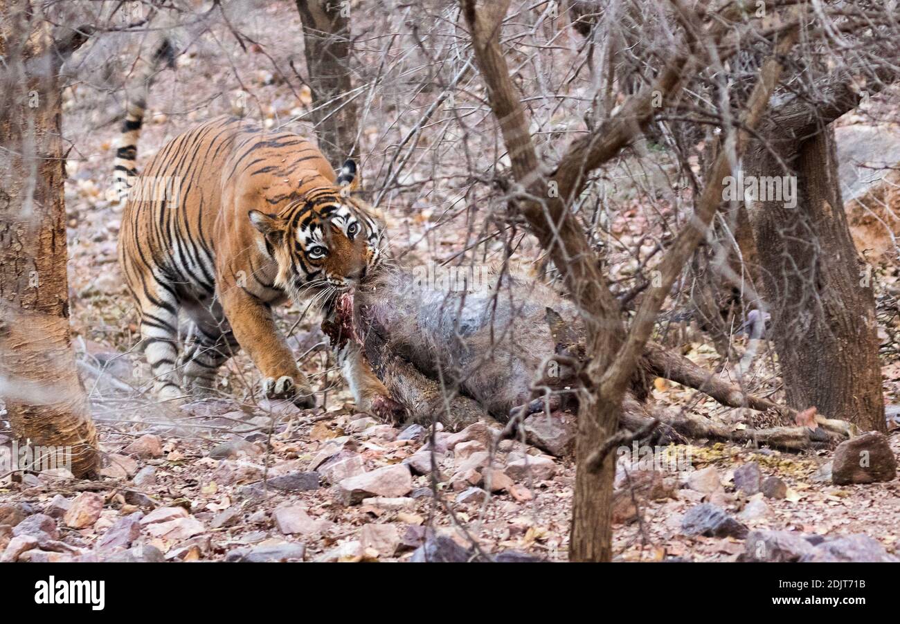 Tiger hunting wild hi-res stock photography and images - Alamy
