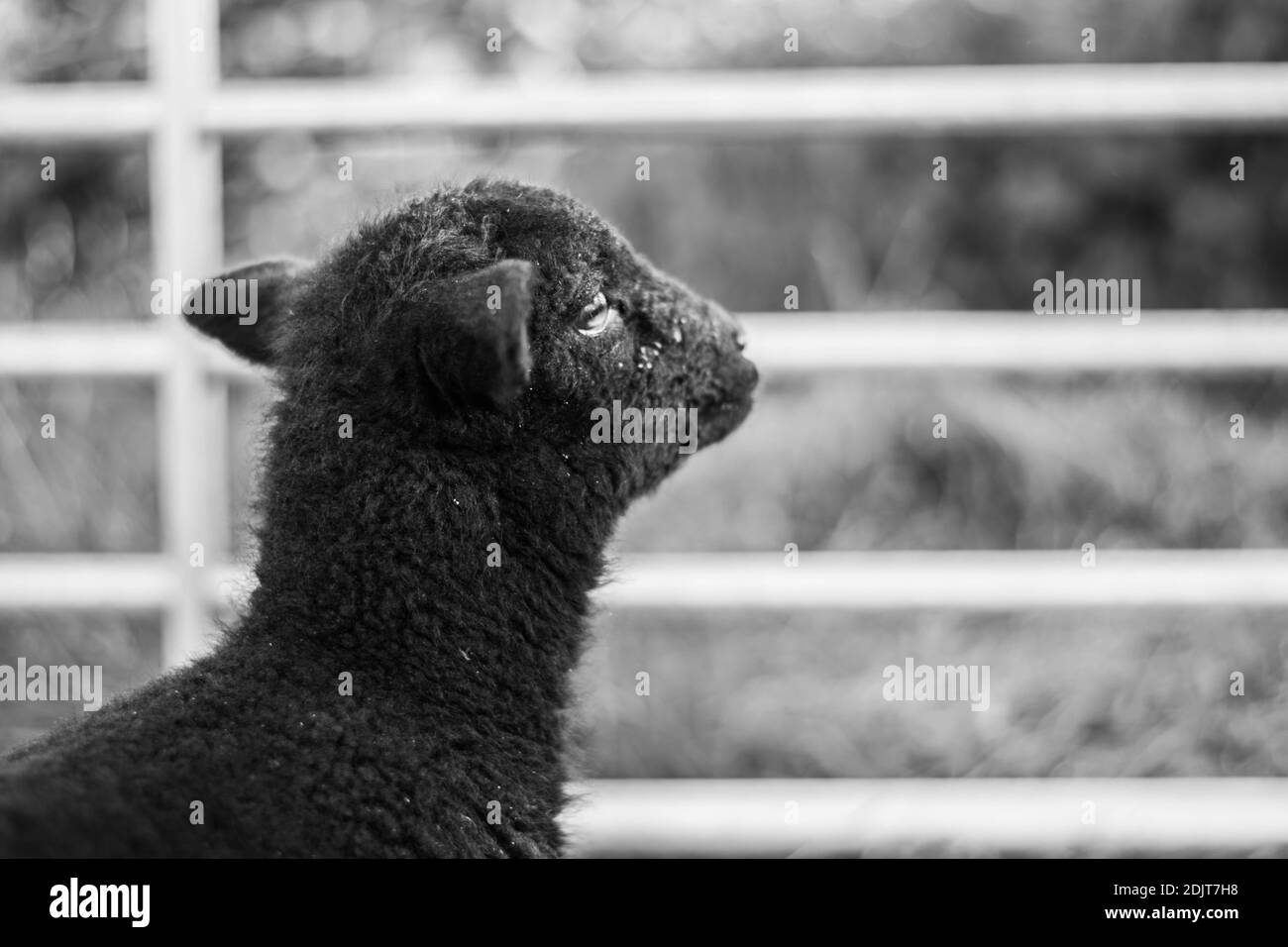 Side view of farm animal animals Black and White Stock Photos & Images ...