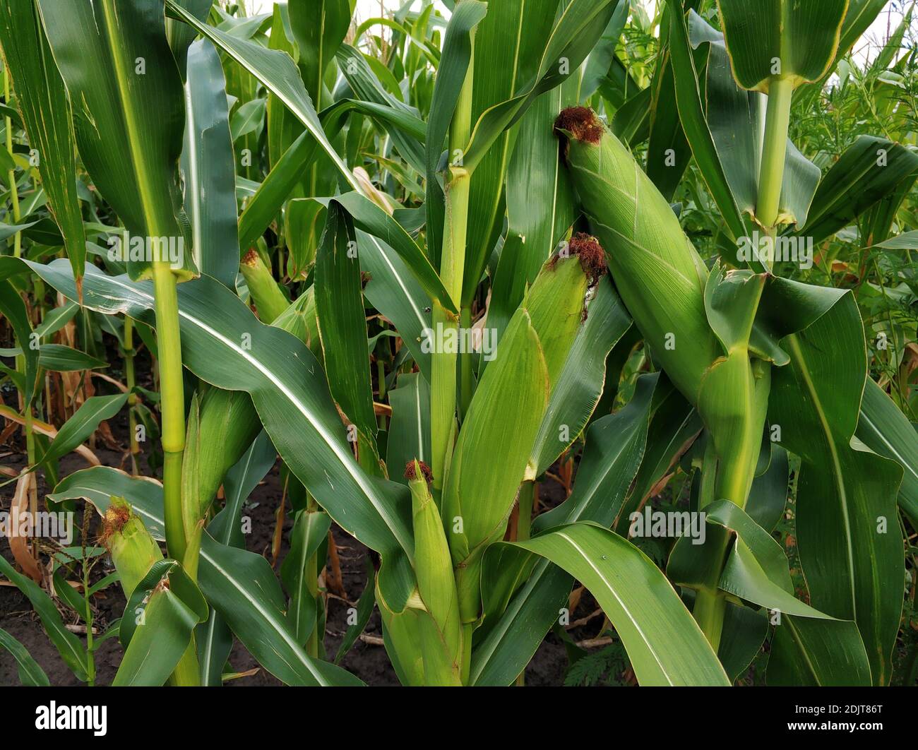 Cornfield. Green stalks of corn. Agriculture in the village Stock Photo ...