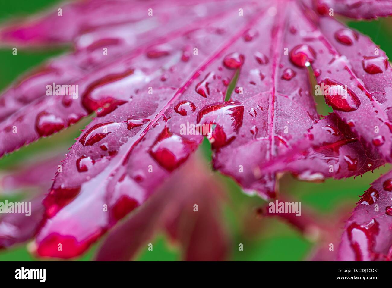 Japanese maple, acer palmatum, red, leaves, close-up, water drops Stock ...