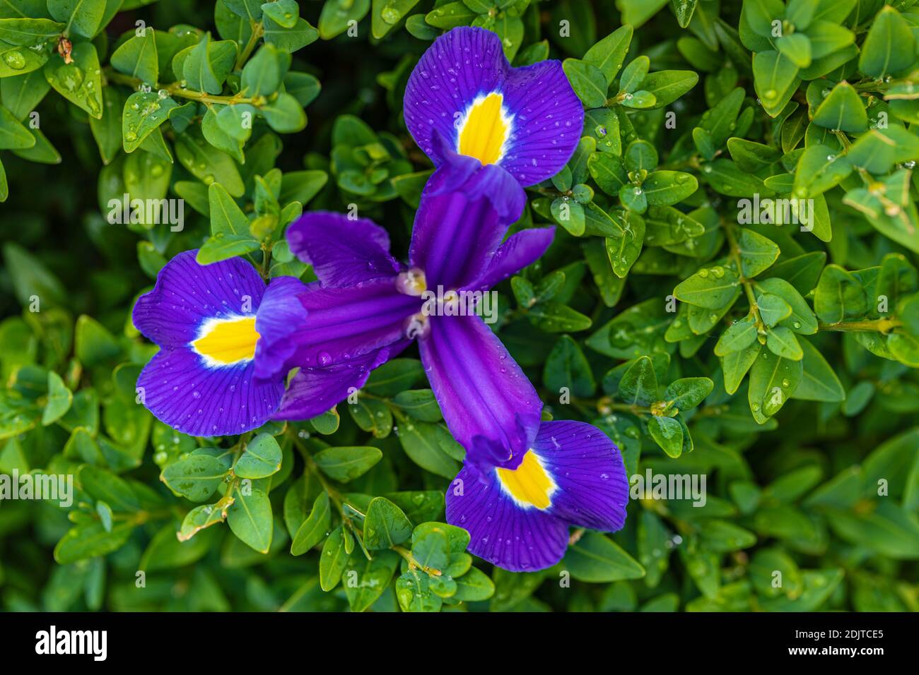 Blue flower still life hi-res stock photography and images - Alamy