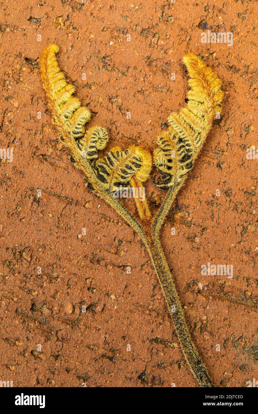 Withered fern shoots, still life Stock Photo - Alamy