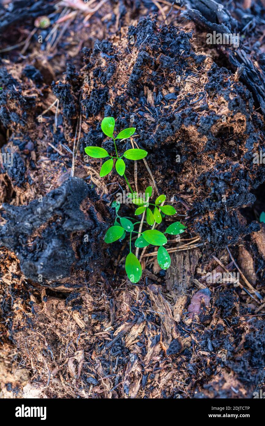 New growth after forest fire hi-res stock photography and images - Alamy