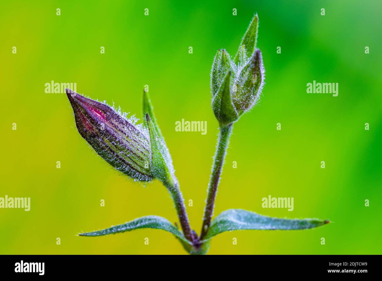 Carnation photography hi-res stock photography and images - Alamy