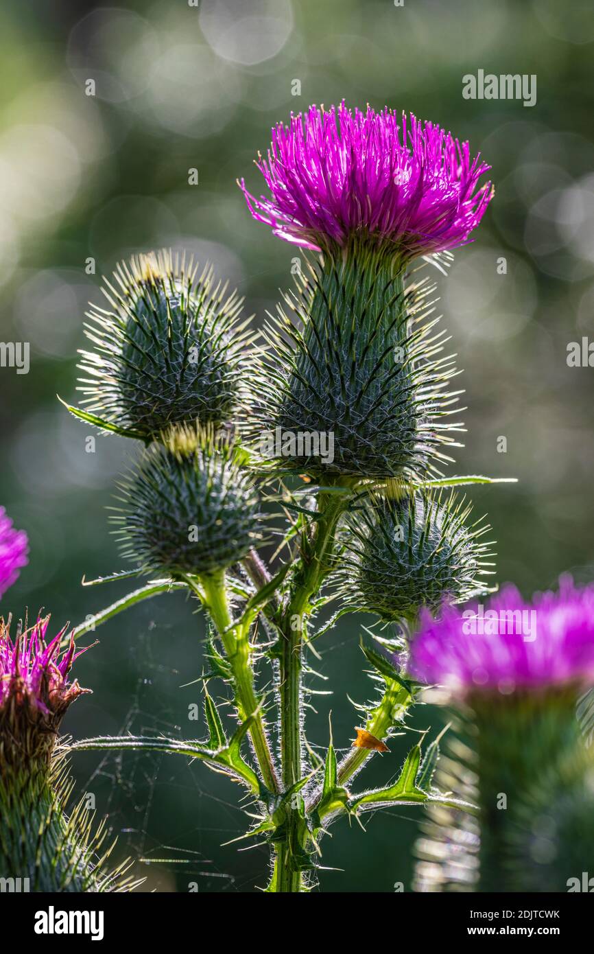 Common thistle, Cirsium vulgare, flower, buds Stock Photo - Alamy