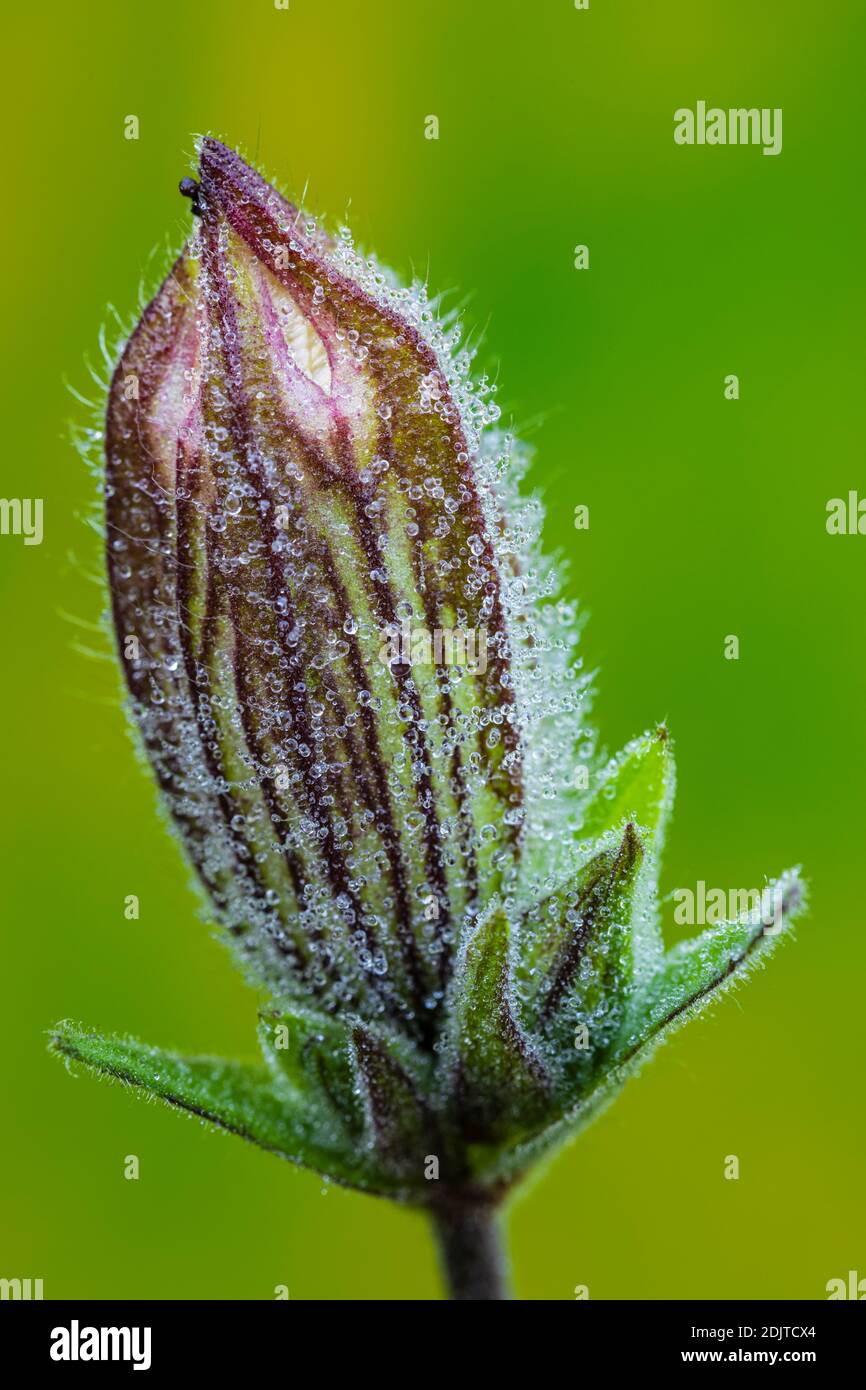 Carnation leaves hi-res stock photography and images - Alamy