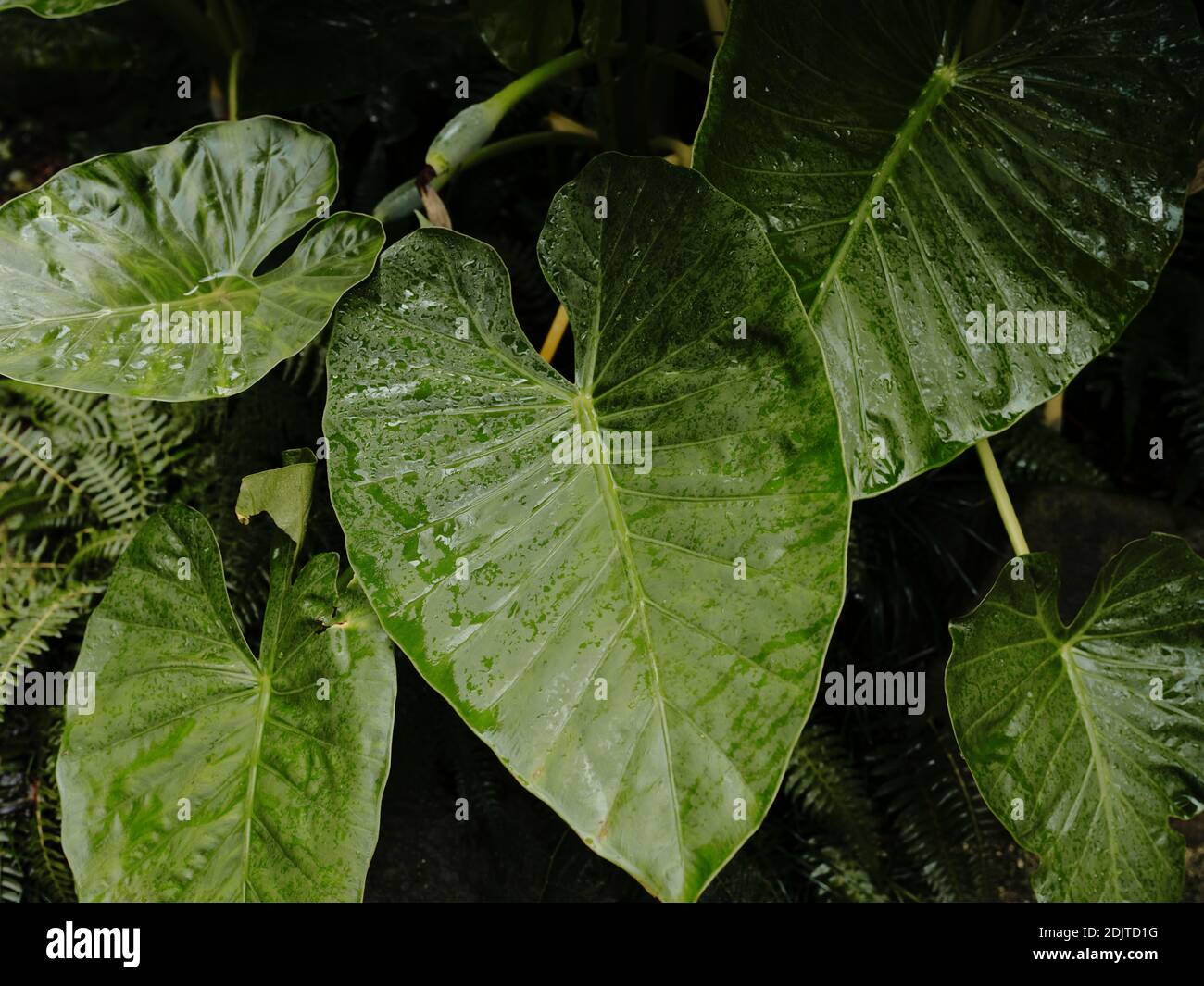 Giant taro leaves hi-res stock photography and images - Alamy