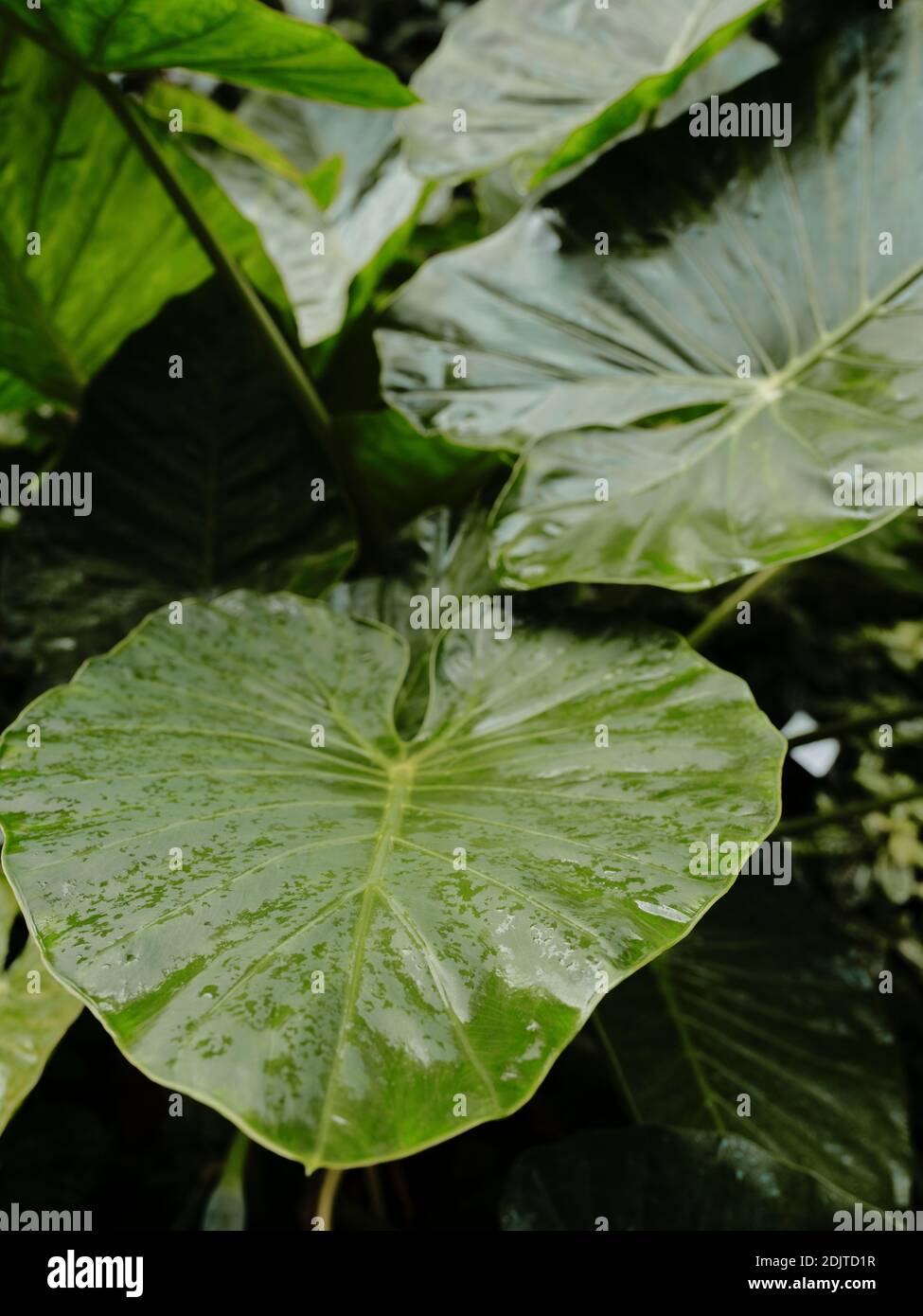 Giant taro plants hi-res stock photography and images - Alamy