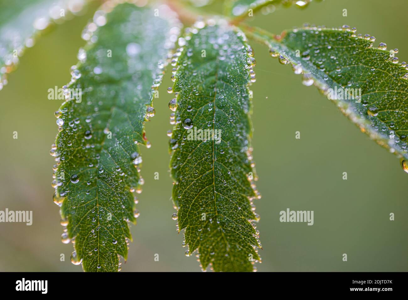 Ash water hi-res stock photography and images - Alamy
