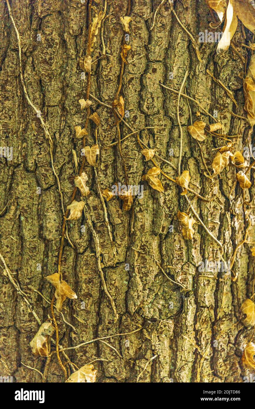 Tree trunk with dead ivy, background motif Stock Photo - Alamy