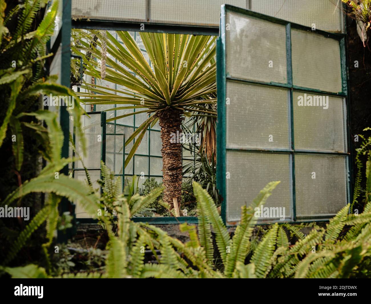 Palm tree through window at Estufa Fria Botanic Gardens Stock Photo - Alamy