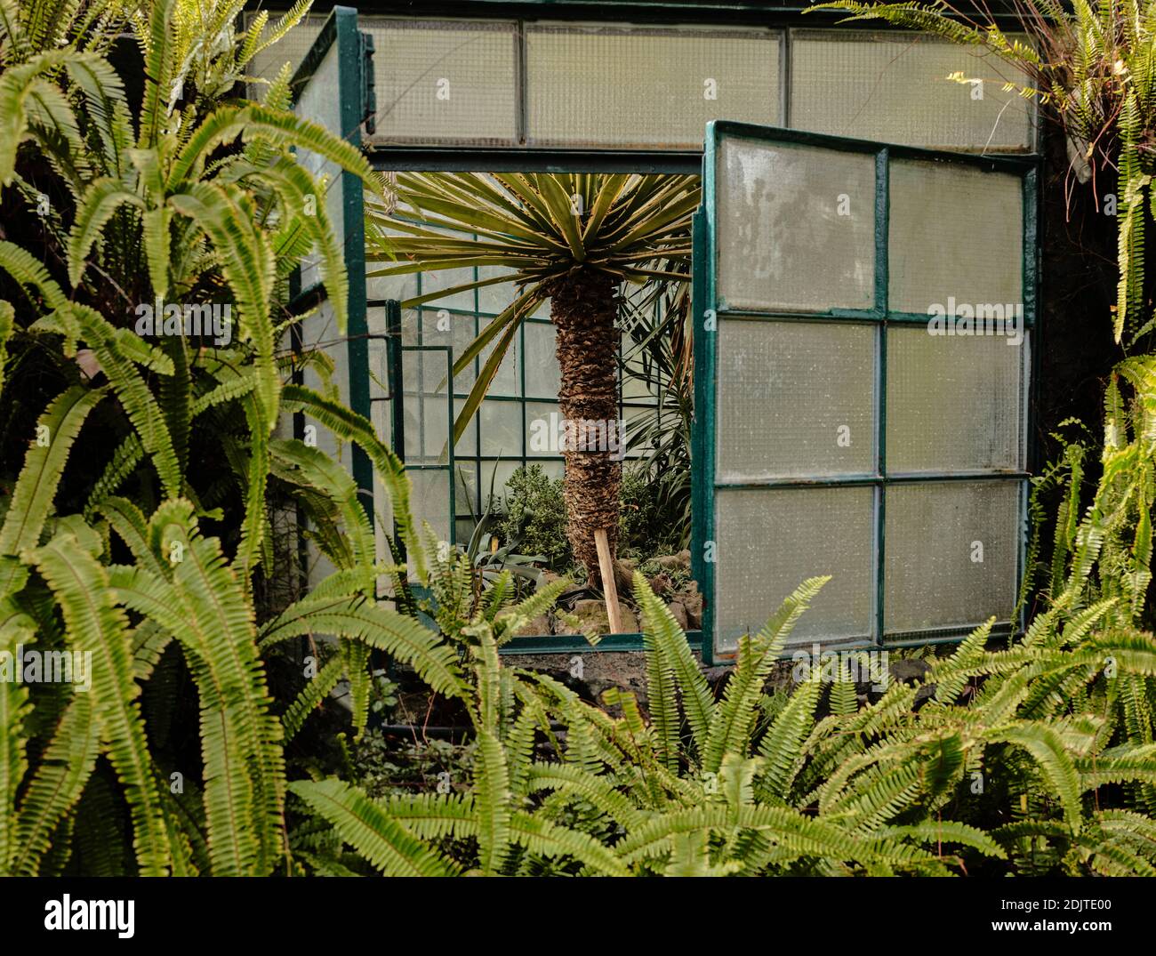 Palm tree with thorns hi-res stock photography and images - Alamy