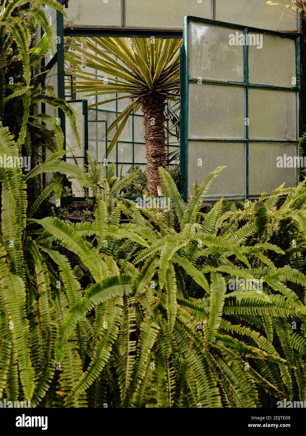 Palm tree with thorns hi-res stock photography and images - Alamy