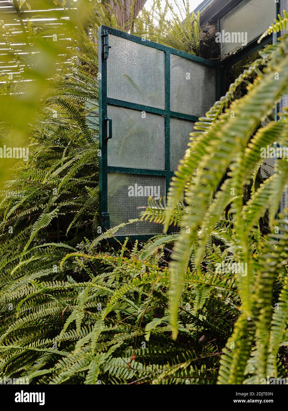 Boston swordfern hi-res stock photography and images - Alamy