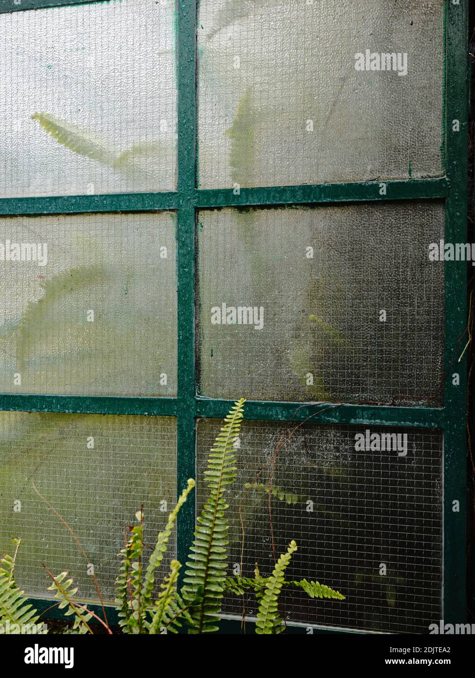 Narrow sword ferns against window Stock Photo - Alamy