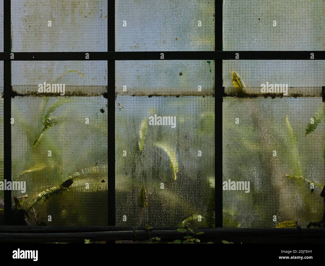 Plants pressed up against window Stock Photo - Alamy